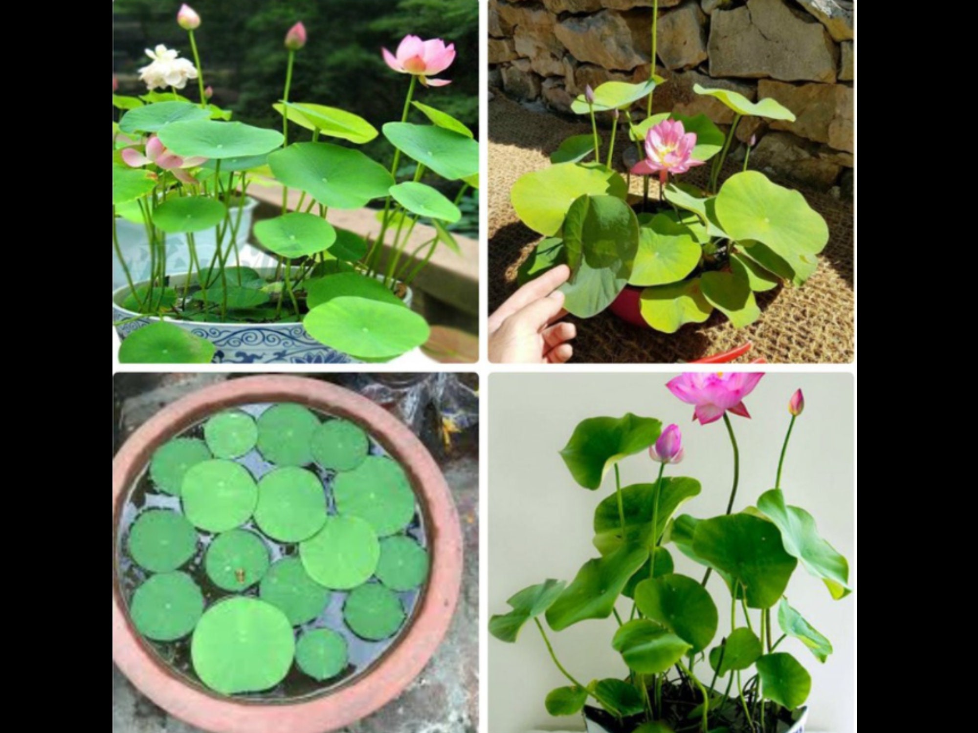 5 Rare Seeds| Mix Colour Mini Lotus Seeds - Indian Lotus (nelumbo ...