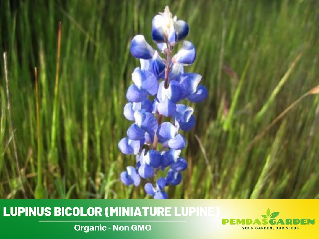Lupinus Bicolor miniature Lupine Seeds Authentic Seeds Perennial GMO ...