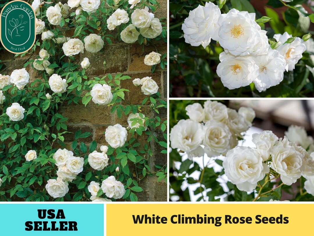 30 Seedswhite Climbing Rose Perennial Flower Authentic - Etsy