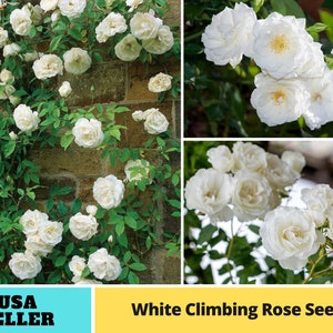 30 Seedswhite Climbing Rose Perennial Flower Authentic - Etsy