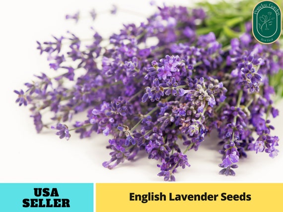 100 Seeds English Lavender/true LAVENDER Seeds Authentic - Etsy