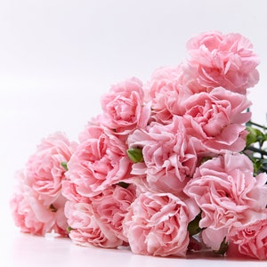 Pink Carnations - Dianthus Seeds - Authentic - Open-pollinated ...