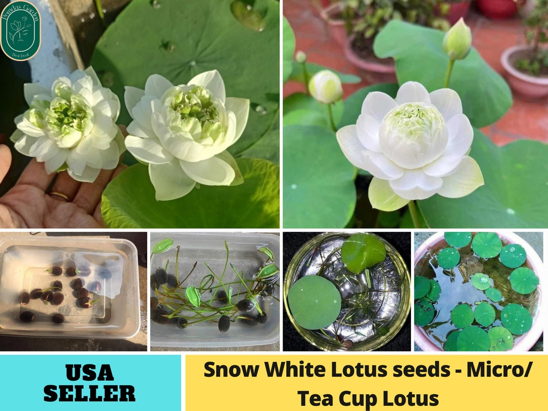 5 Rare Seeds Snow White Lotus Seeds Micro/ Tea Cup Lotus Indian Lotus ...