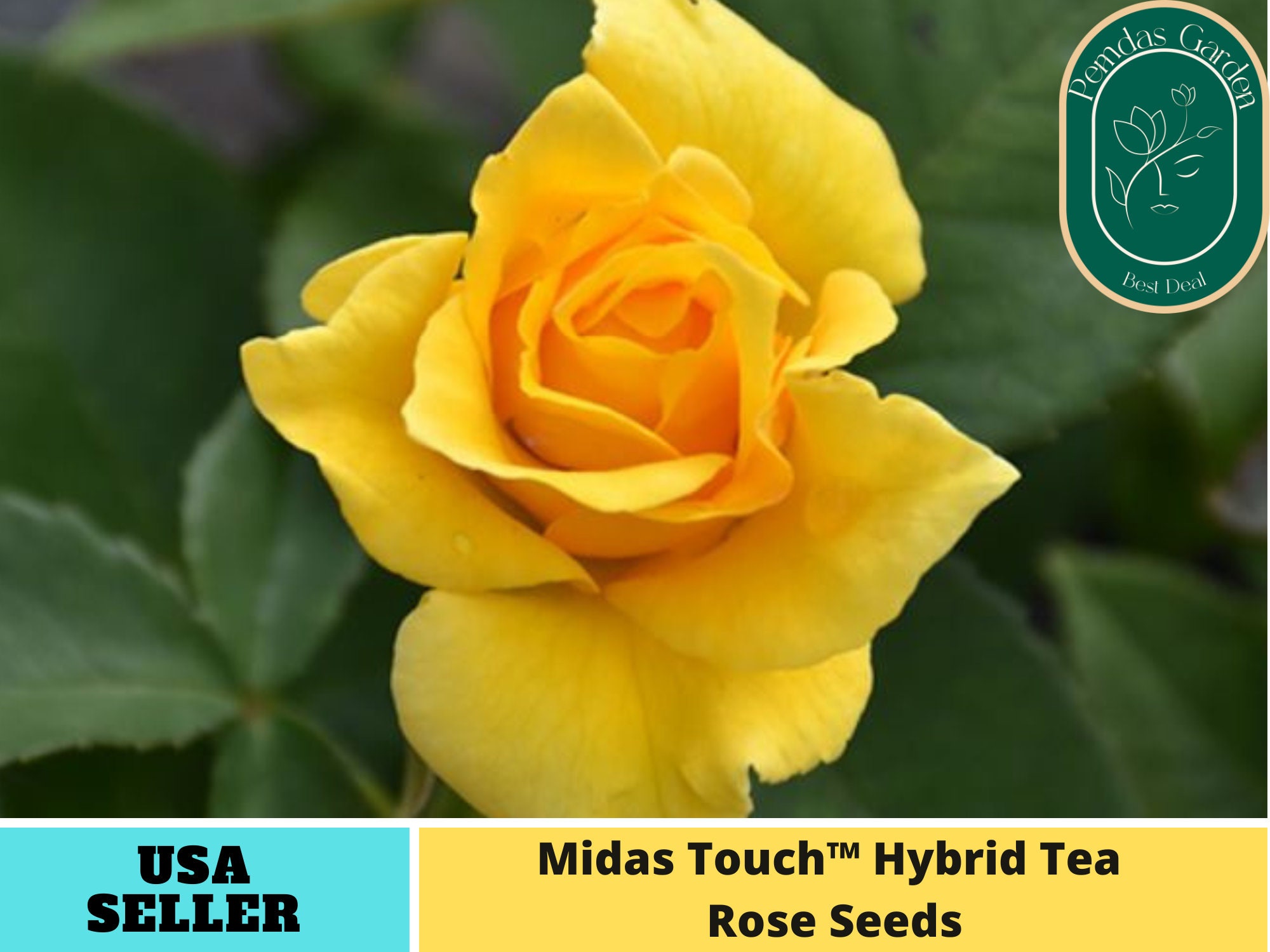 Midas Touch Rose
