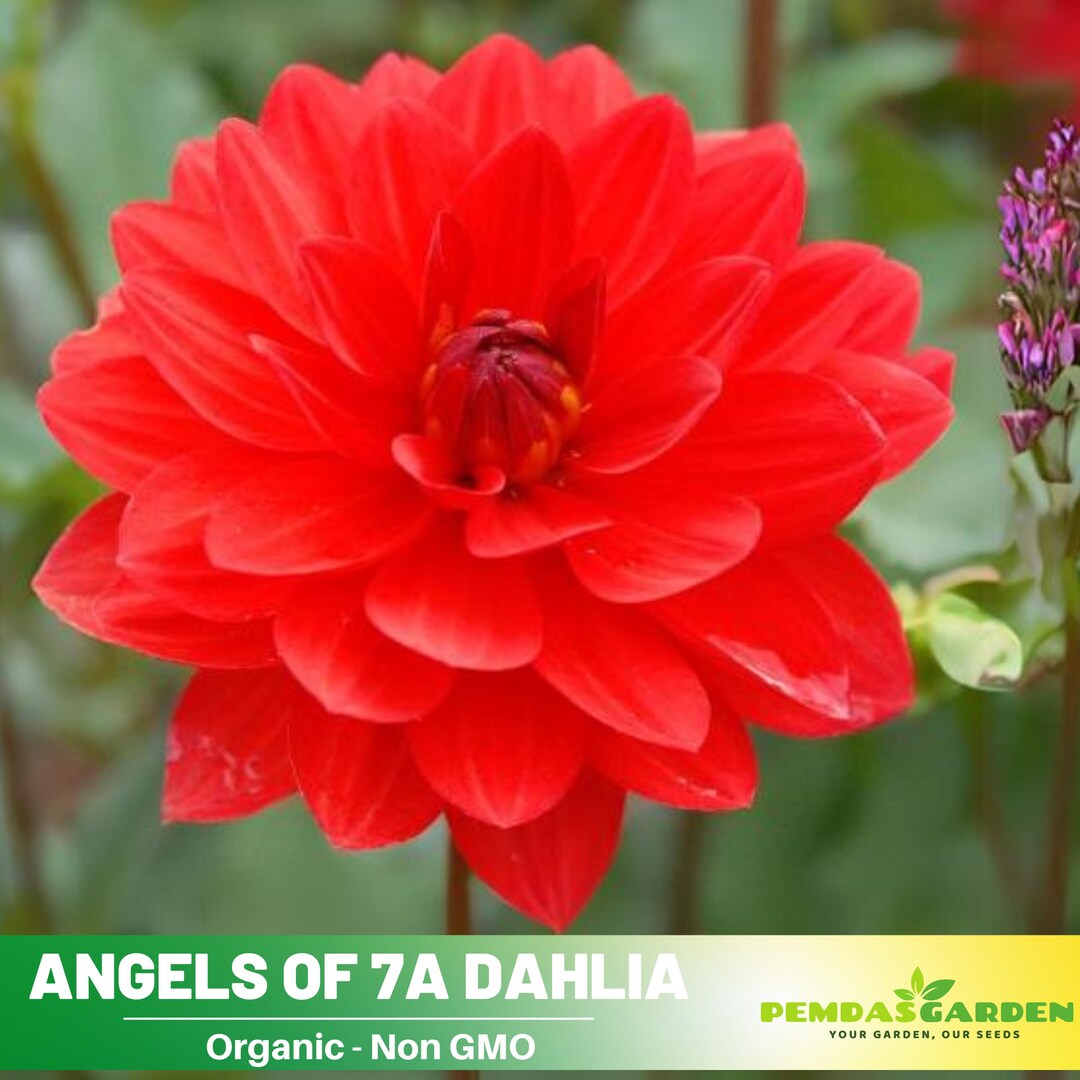 40+ Seeds| Angels of 7A Dahlia Seeds -pollinator Friendly- Open ...