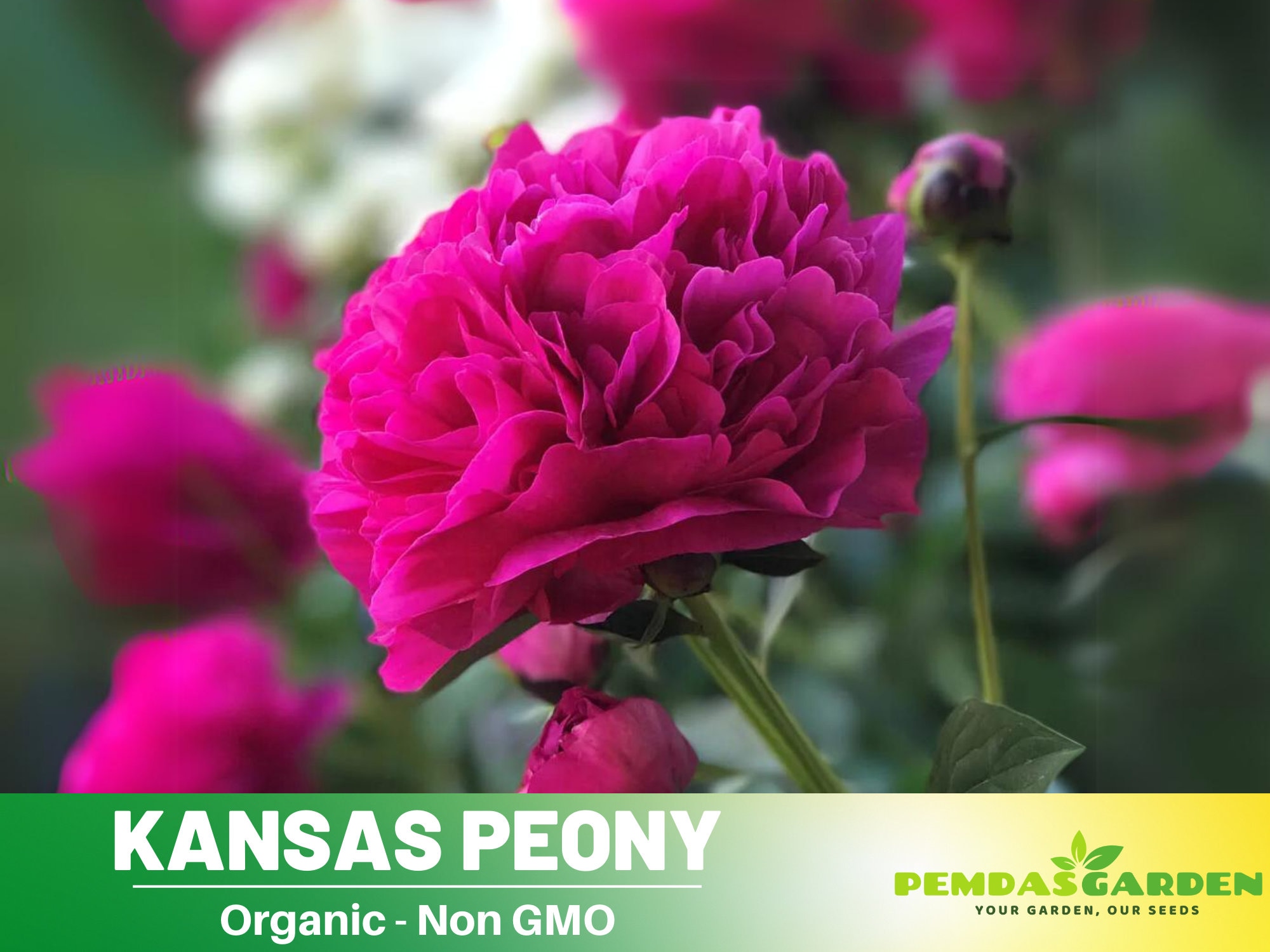10+seeds| Kansas Peony Perennial Seeds - Paeonia - Attract Butterflies ...