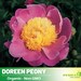 10seeds Doreen Peony Perennial Seeds Authentic Seeds Perennialgmo Freeflower Seeds Asian Garden ...