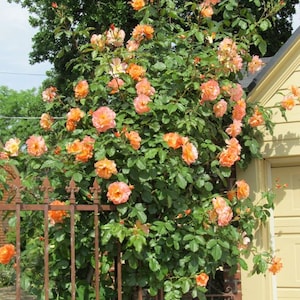 30+ Seeds|orange Climbing Rose Perennial Flower - Authentic Seeds ...