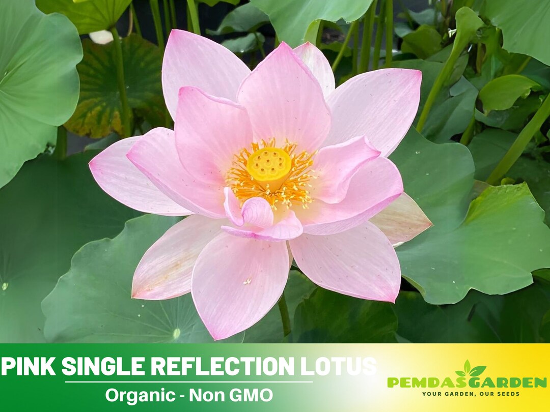 5 Rare Seeds Pink Single Reflection Lotus Seeds Indian Lotus nelumbo ...
