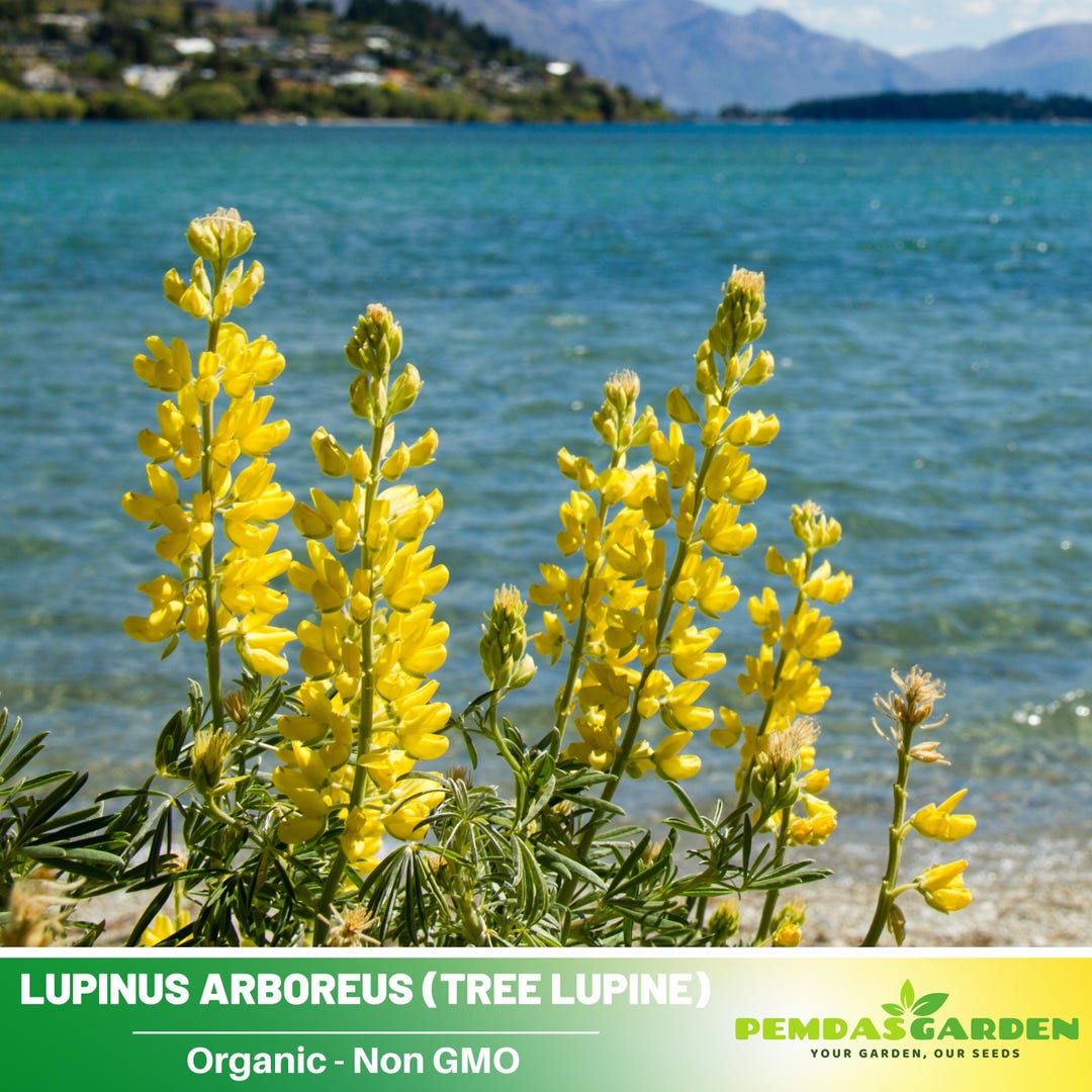 Lupinus Arboreus (tree Lupine) Seeds - Cottage Garden - Heirloom Flower ...