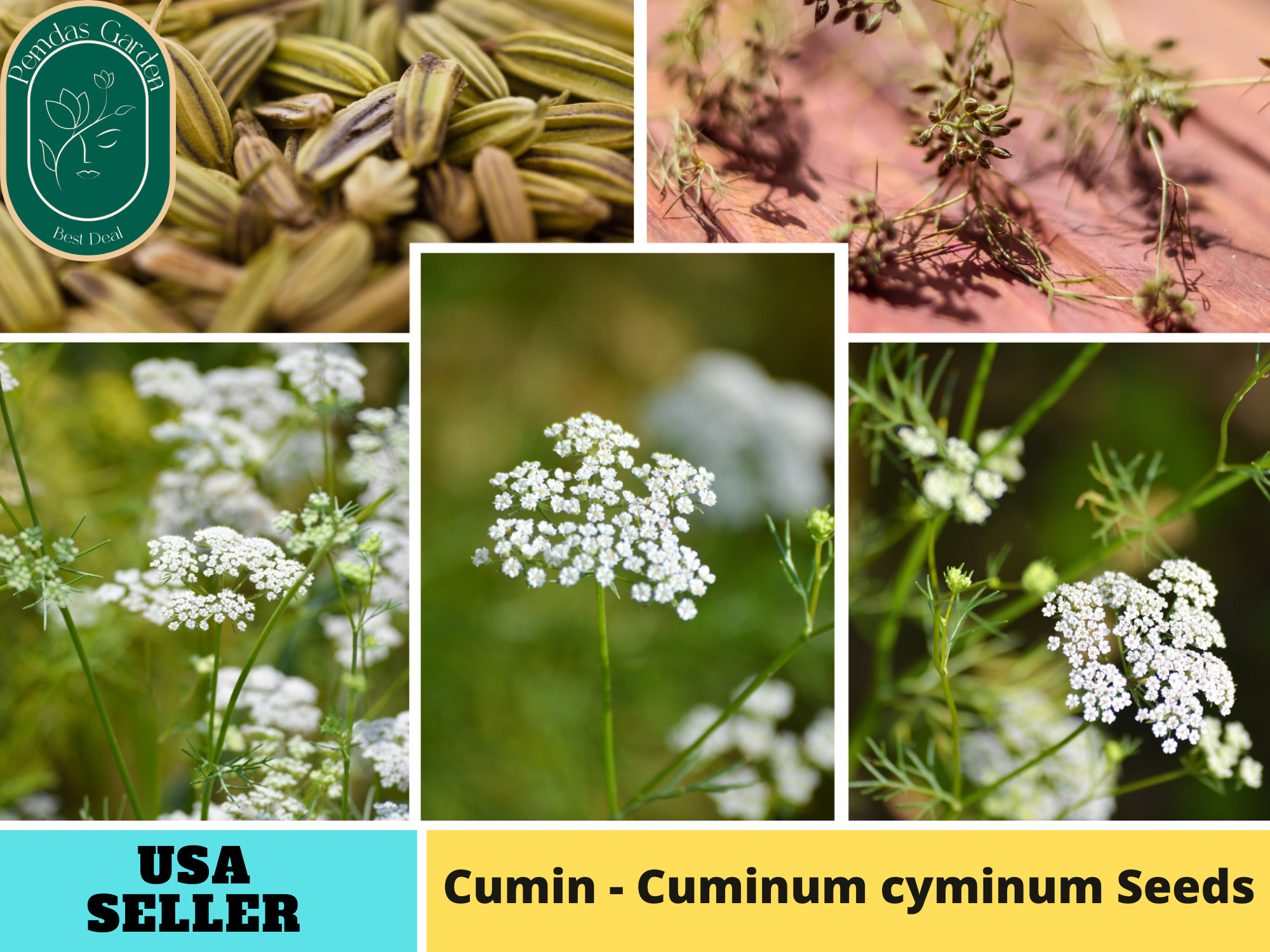 Cumin Flower
