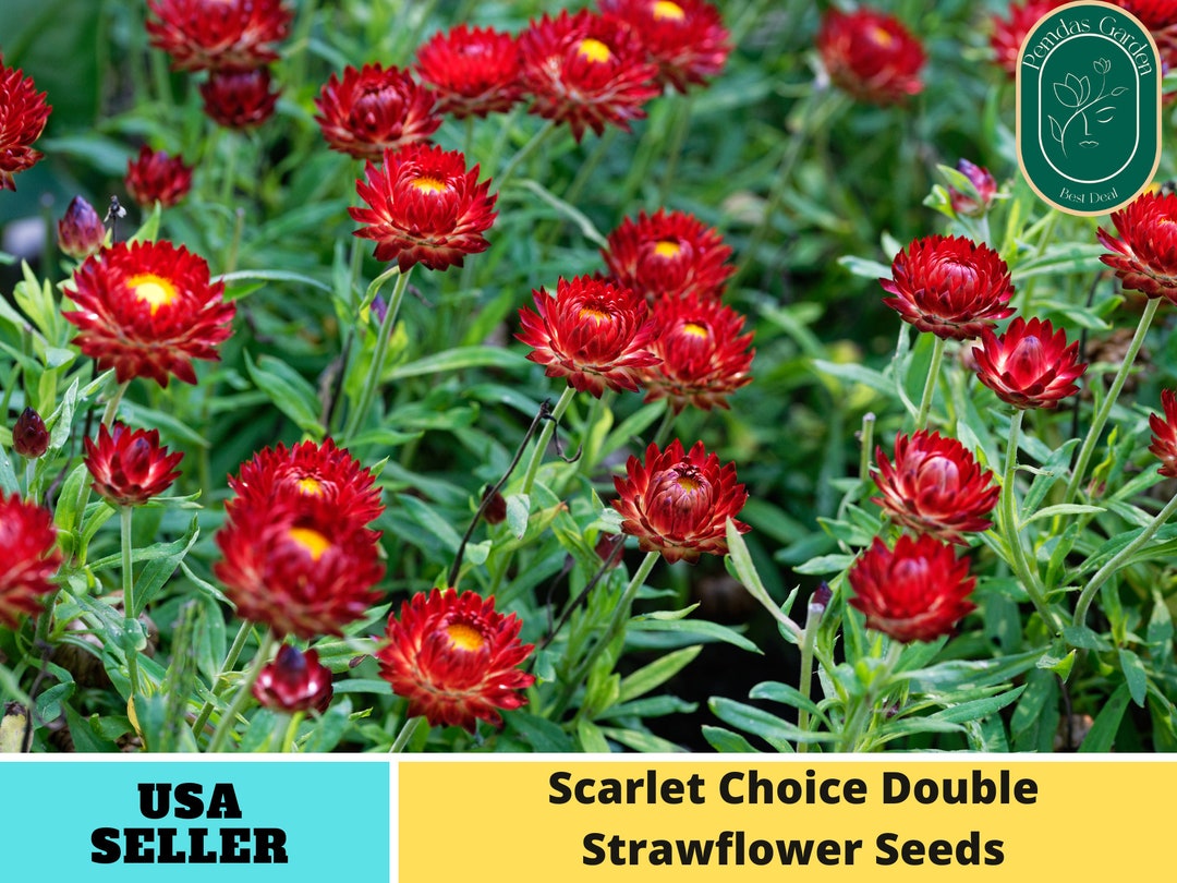 100 Seeds Scarlet Choice Double Strawflower Seeds Authentic - Etsy