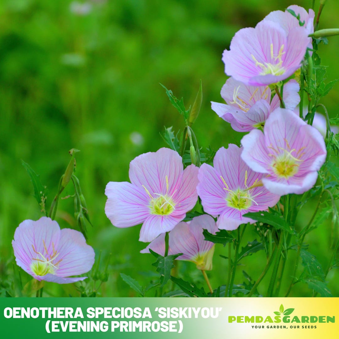 Oenothera Speciosa ‘siskiyou’ (evening Primrose) Seeds - Suncups ...