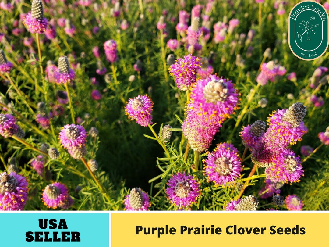 40seeds Purple Prairie Clover Seeds Authentic Seeds - Etsy