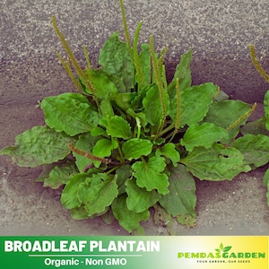 100 Seeds Broadleaf Seeds, Plaintain Authentic Seeds GMO Free ...