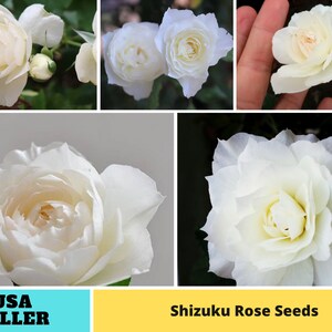 32 Seeds Shizuku Rose Seeds-perennial authentic Seeds-flowers organic ...