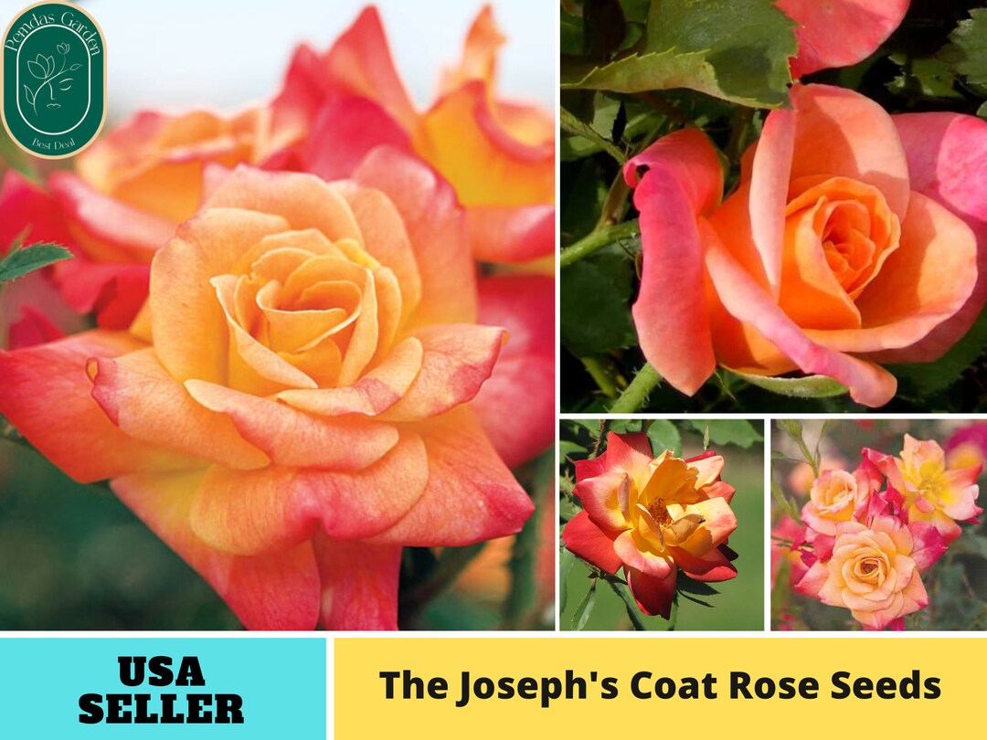 30 Seedsclimbing Joseph's Coat Flower Rose Seeds Authentic Seeds ...