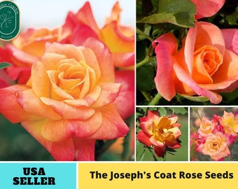 RARE Multi-color ROSE Flower Tree Bush 3.10, 20 or 30 Seeds no Plant ...