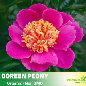 10+seeds| Doreen Peony Perennial Seeds- Paeonia - Attract Butterflies ...
