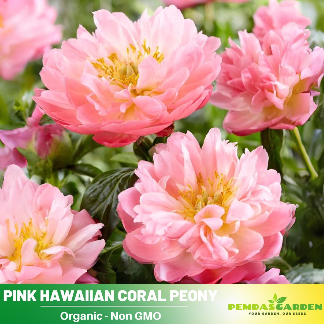 10+ Seeds| Pink Hawaiian Coral Peony Seeds - Paeonia - Attract ...