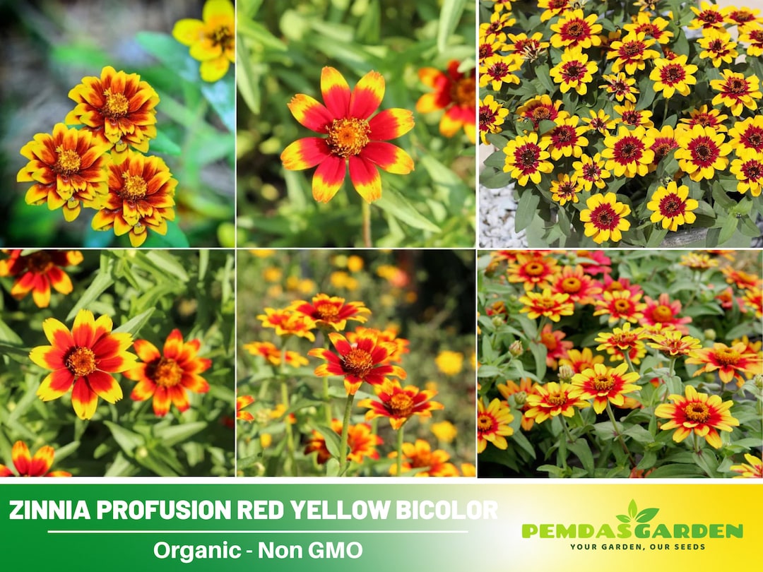 Zinnia Profusion Red Yellow Bicolor Authentic Open-pollinated Organic ...