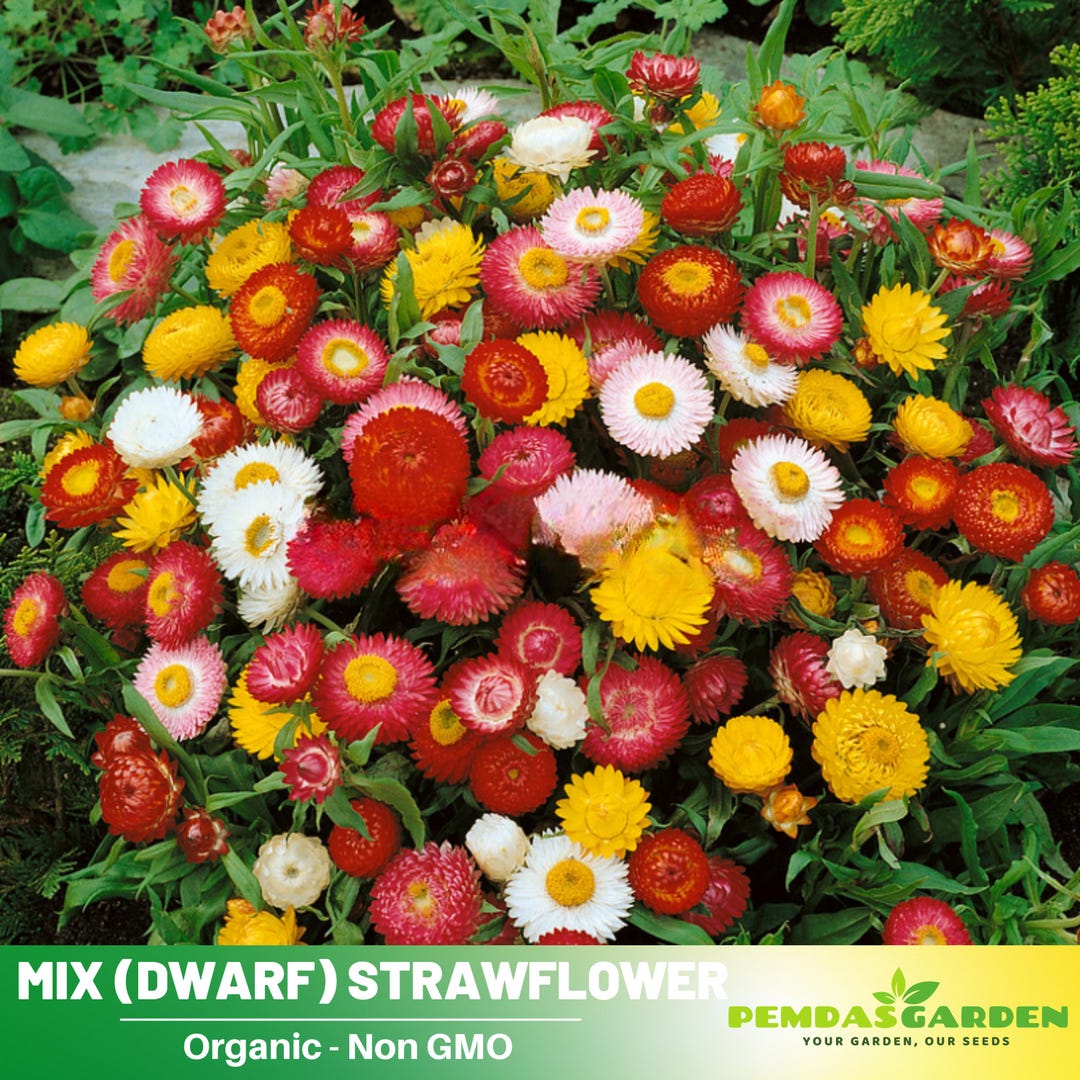 100 Seeds| Tom Thumb Mix (dwarf) Strawflower Seeds - Open-pollinated ...