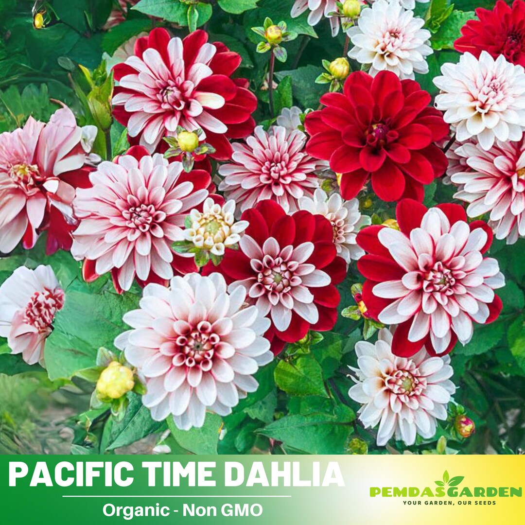 40+ Seeds| Pacific Time Dahlia Seeds - Pollinator Friendly- Open ...