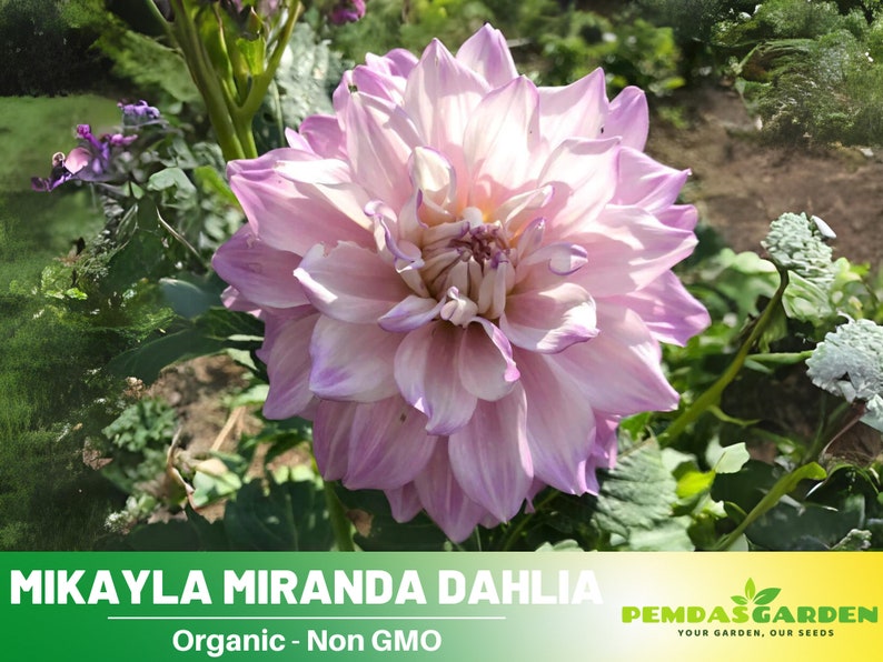 40+ Seeds| Mikayla Miranda Dahlia Perennial Flower Seeds -pollinator ...