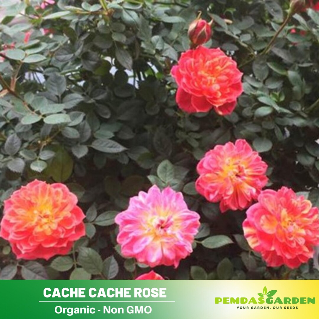 30+ Seeds| Cache Cache Rose Seeds - Authentic - Perennial ~ GMO Free ...