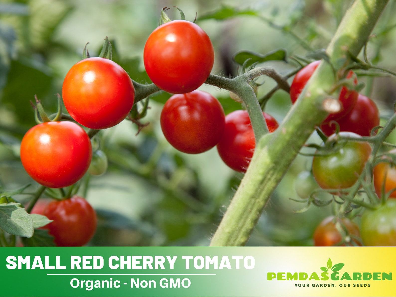30 Seeds| Small Red Cherry Tomato Seeds- Authentic Seeds ~ GMO Free ...