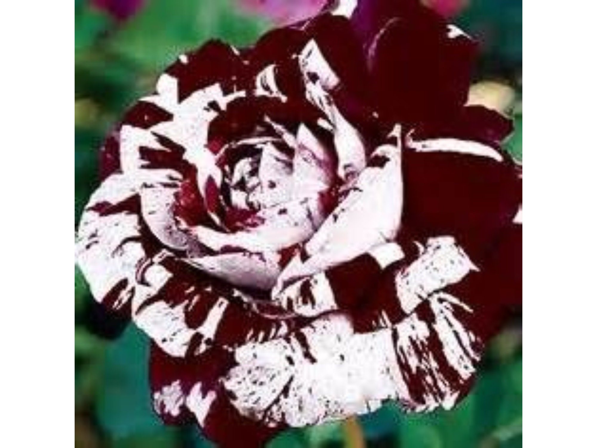 30 Seedsmuti Color Mix Flower Rose Seeds Authentic Seeds - Etsy