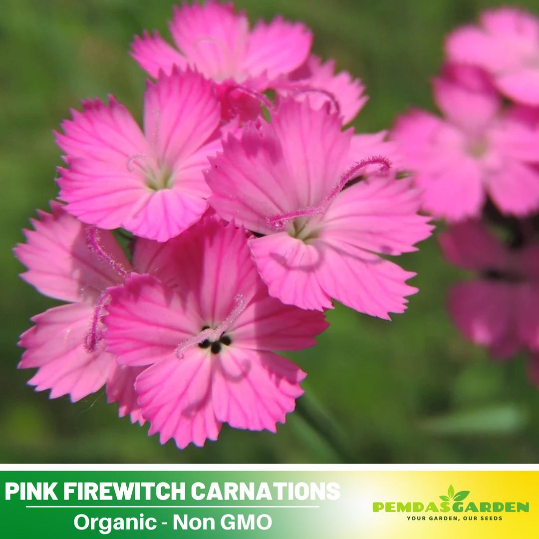 Pink Firewitch Carnations - Authentic - Open-pollinated - Organic ...