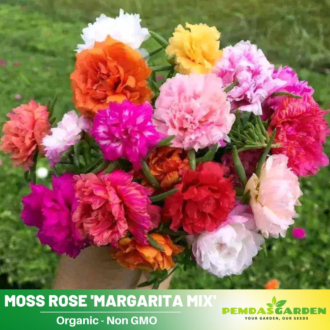 Portulaca 'margarita Mix' Seeds- Moss Rose Seeds - Purslanes Seeds ...