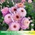 40 Seeds Mingus Alex Dahlia Seeds Pollinator Friendly Open Pollinated ...