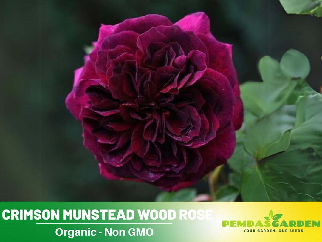 30 Seeds-deep Velvety Crimson Rose Seeds Authentic Seeds Perennial GMO ...