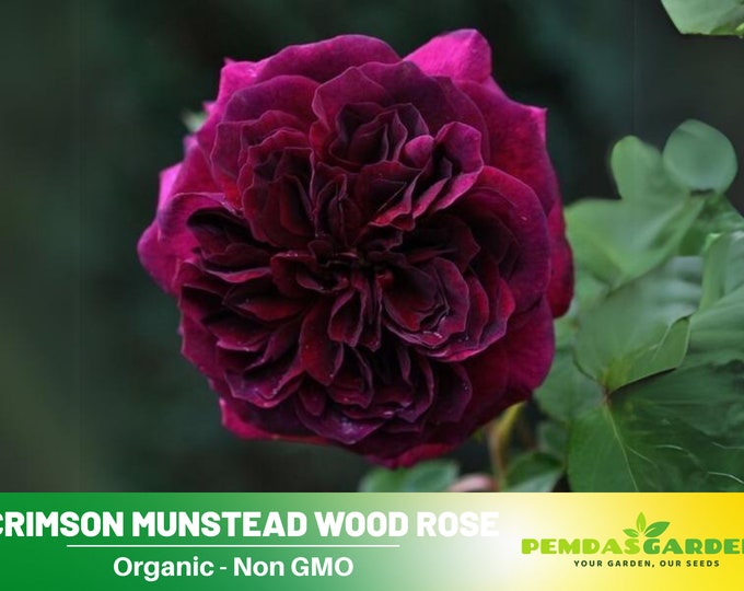 Rose ausromeo English Red Shrub Rose Ownroot Plant, 1 Gallon 1.5-2 ...