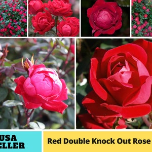 30 seeds Red Double Knockout Rose Authentic Seeds Perennialgmo ...