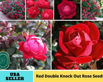 Red Rose Seeds - Etsy