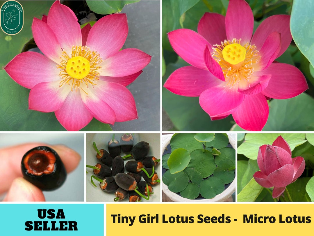 5 Rare Seeds Tiny Girl Lotus Micro Lotus Seeds Indian Lotus nelumbo ...