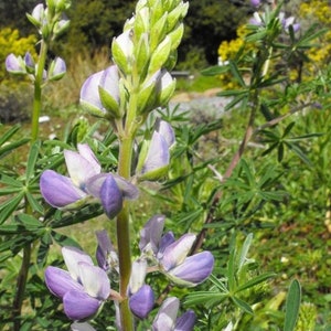 Lupinus Rivularis (riverbank Lupine) Seeds-cottage Garden - Heirloom ...