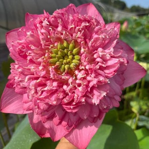 5 Rase Seeds | Red Kaveri Lotus Seeds -indian Lotus (nelumbo Nucifera ...