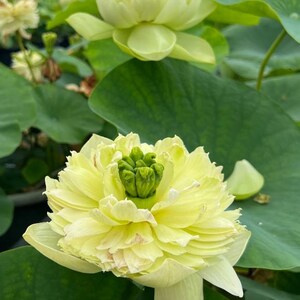 5 Rare Seeds| Prairie Dream Lotus Seeds - Indian Lotus (nelumbo ...