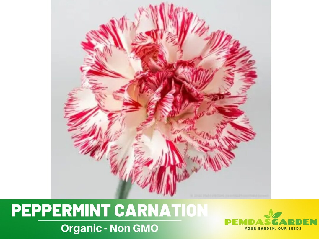 Red Peppermint Carnation authentic Seeds-flowers organic. Non GMO seeds ...