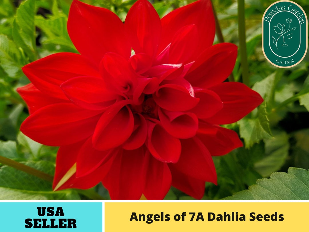 40 Seeds Angels of 7A Dahlia Seeds Authentic Seeds - Etsy