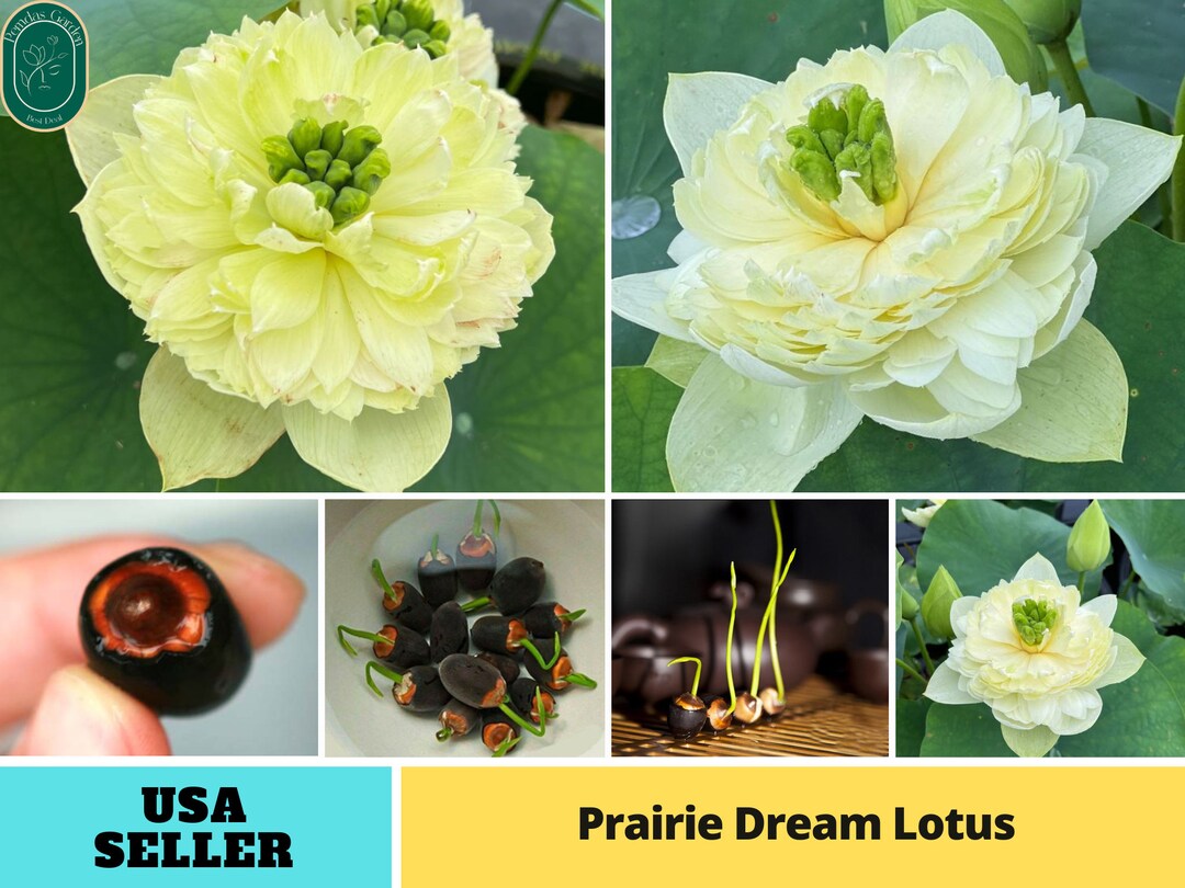 10 Rare Seeds Prairie Dream Lotus Seeds Indian Lotus nelumbo Nucifera ...