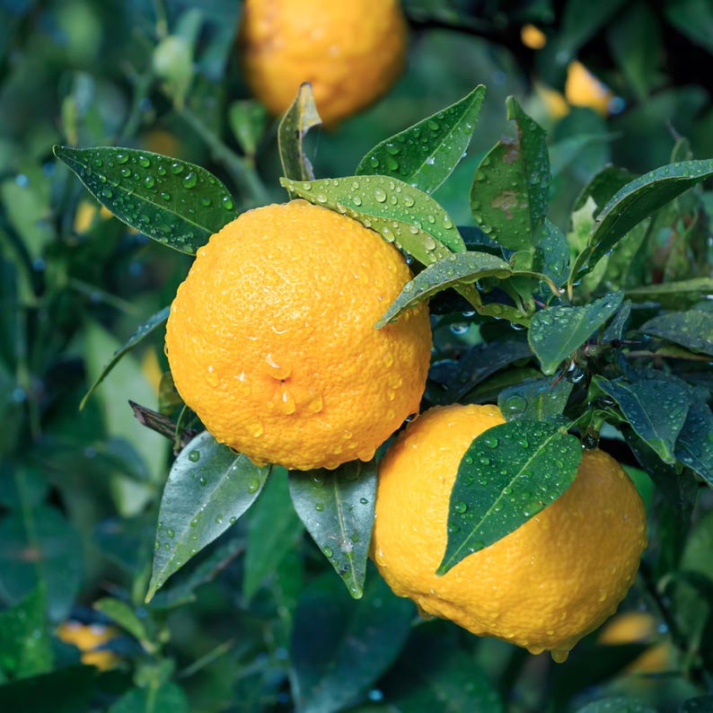 Yuzu Citrus Seeds (citrus Junos, Japanese Lemon, Yuza) – Hardy Fragrant ...