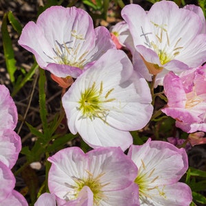 Oenothera Speciosa 'pink Petticoats' Seeds - Suncups - Sundrops ...