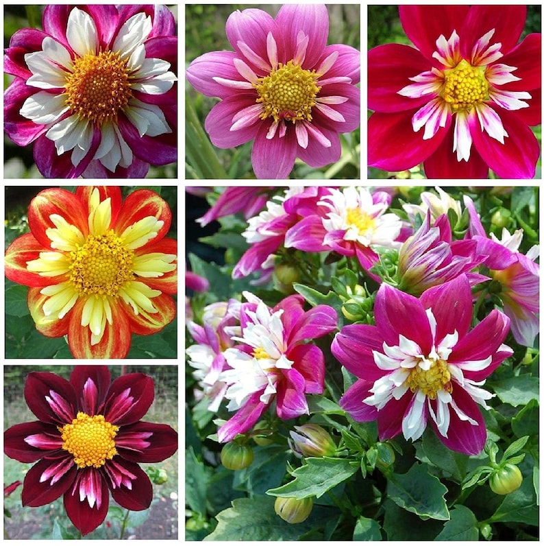 40 Seeds Mix Collarette Dahlia Perennial Seeds Authentic - Etsy