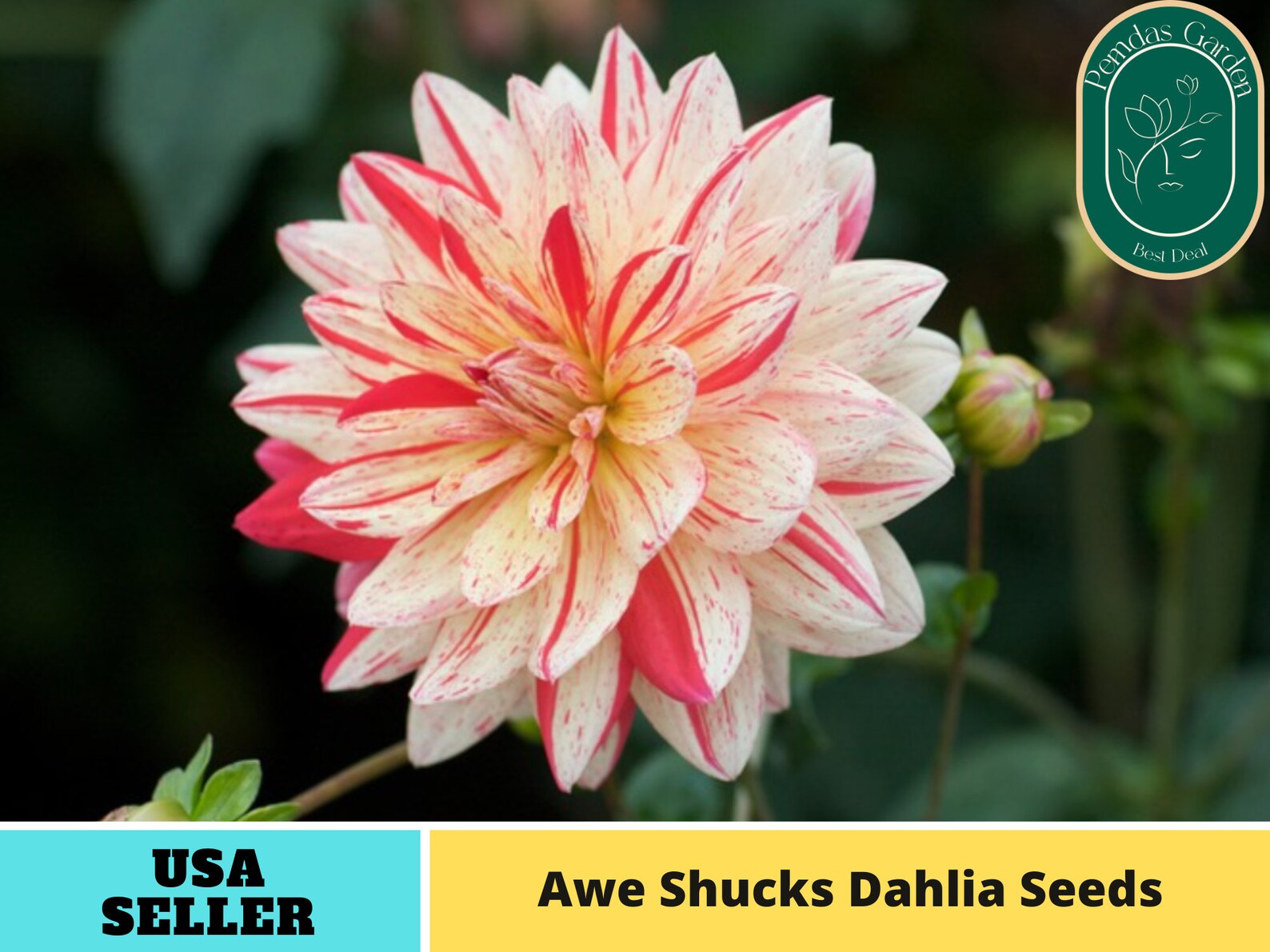 40 Seeds Awe Shucks Dahlia Seeds Authentic Seeds - Etsy