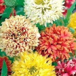 Indian Blanket Seeds - Double Mix - Authentic Seeds ~ GMO Free~~flower ...